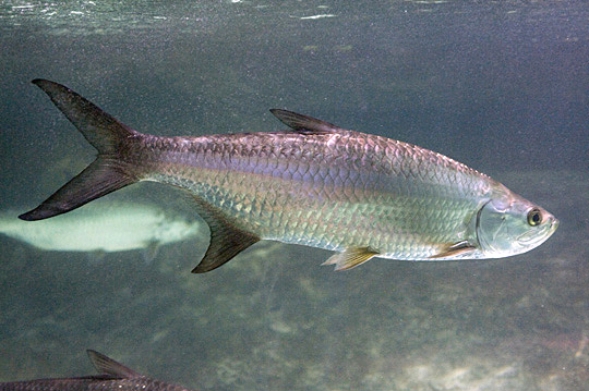 Sábalo: Un pez importante en la economía sudamericana | blogdepesca.com